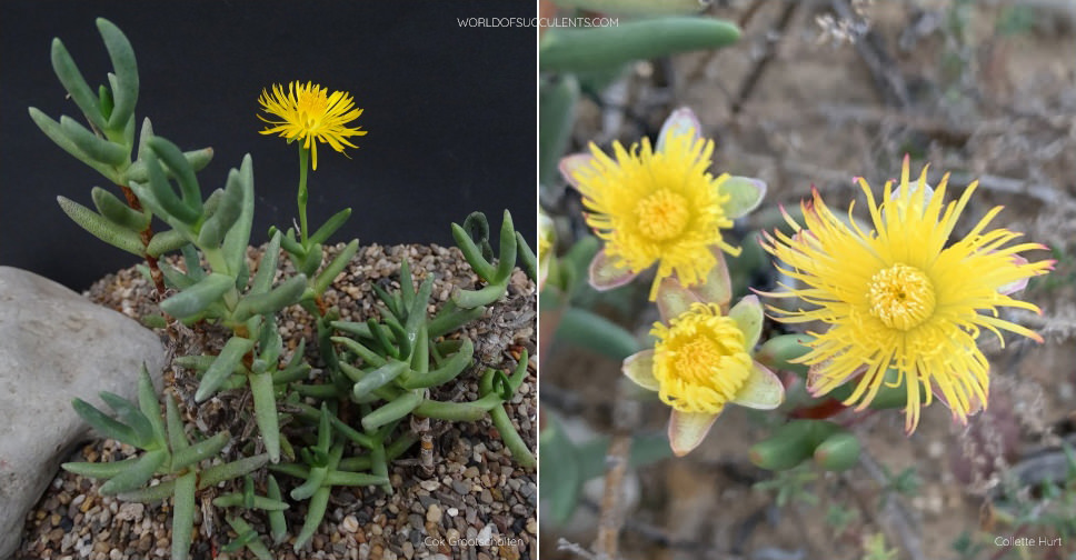 Hereroa fimbriata - World of Succulents
