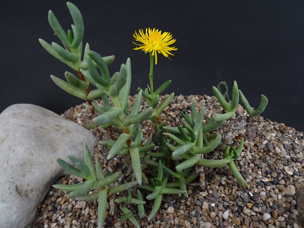 Hereroa fimbriata - World of Succulents