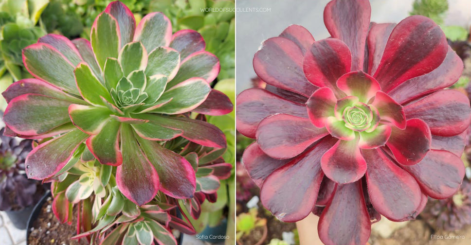 Aeonium 'Canary' - World of Succulents