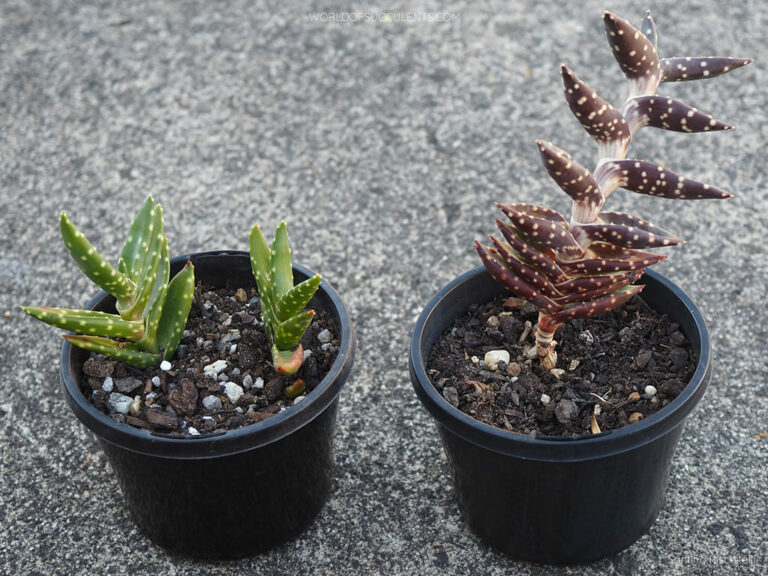 Aloe arenicola (Sand Aloe) - World of Succulents