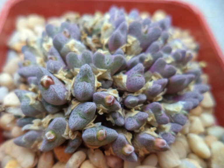 Conophytum carpianum - World of Succulents