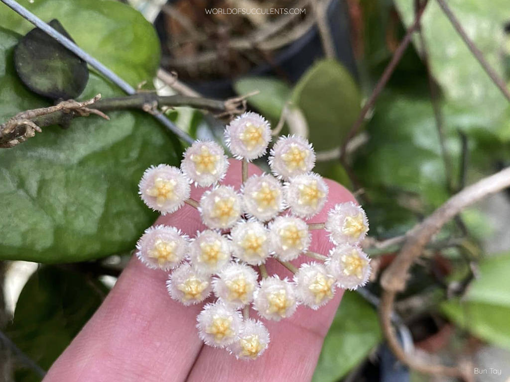 Hoya lacunosa - World of Succulents