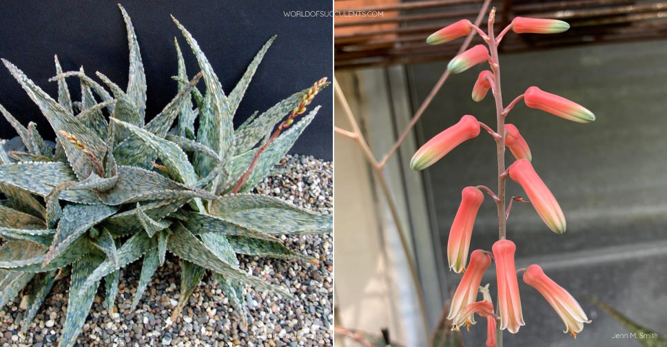 Aloe 'Silver Ridge' - World of Succulents