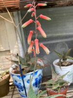 Aloe 'Silver Ridge' - World of Succulents