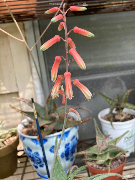 Aloe 'Silver Ridge' - World of Succulents
