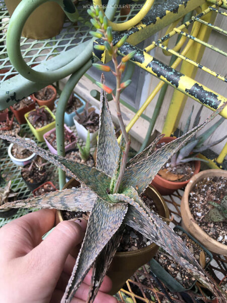 Aloe 'Silver Ridge' - World of Succulents