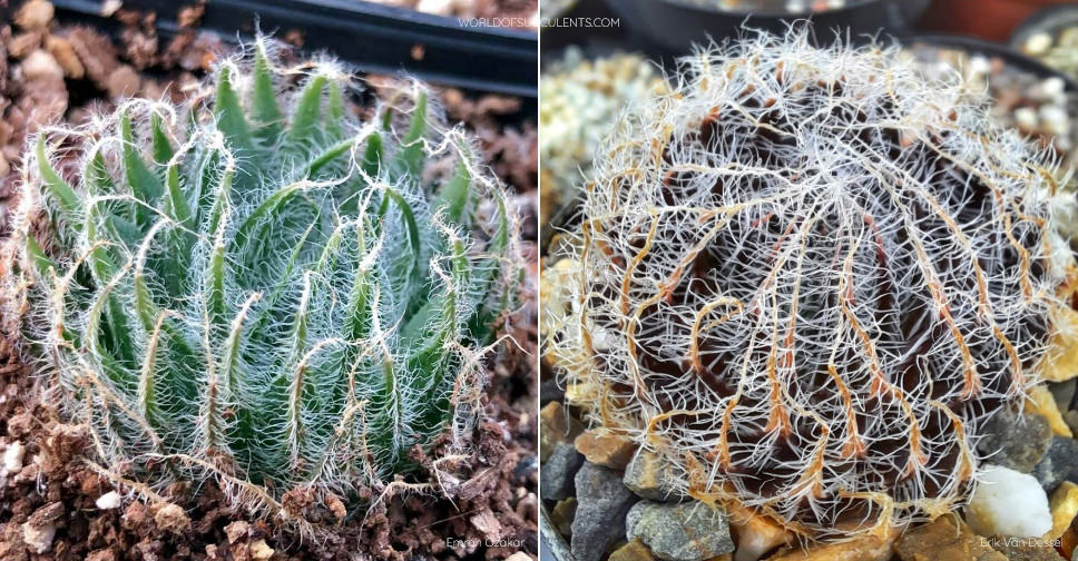Haworthia arachnoidea var. setata - World of Succulents