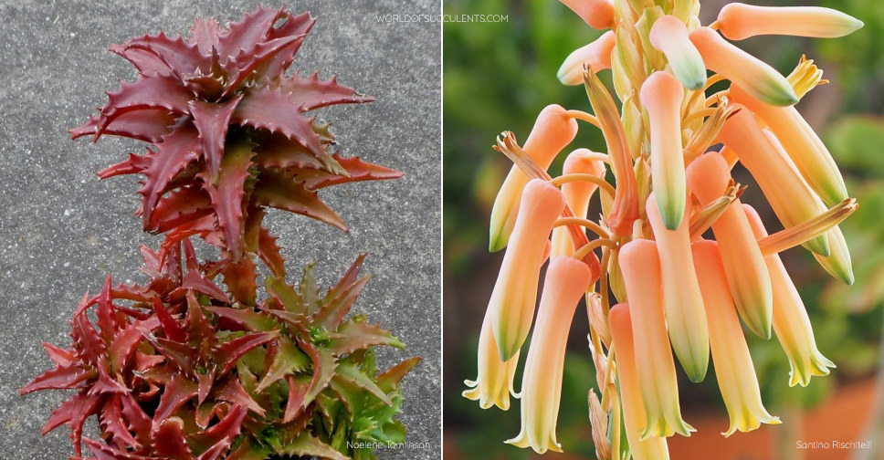 Aloe congolensis (Congo Aloe) - World of Succulents