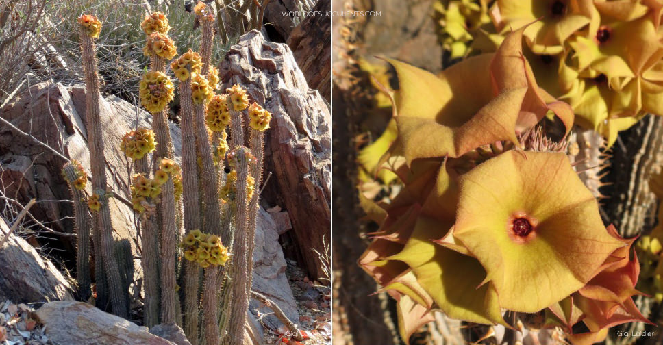 Hoodia parviflora (Kunene Hoodia) - World of Succulents