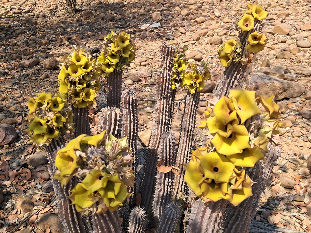 Hoodia parviflora (Kunene Hoodia) - World of Succulents