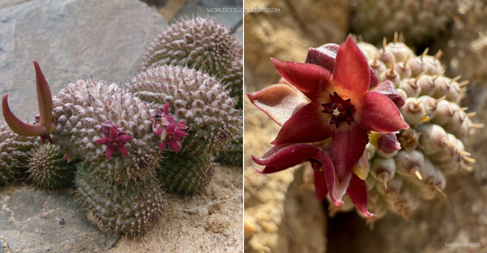 Hoodia pedicellata - World of Succulents