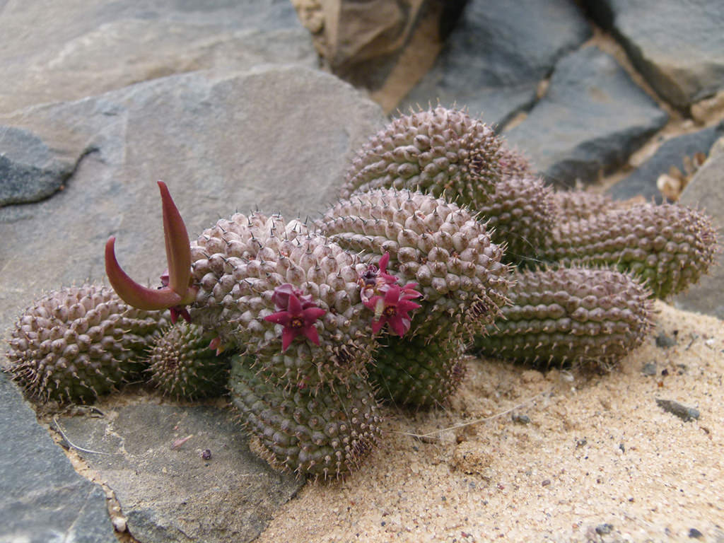 Hoodia pedicellata - World of Succulents