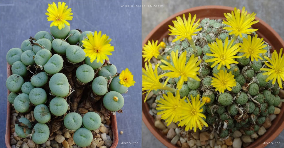 Conophytum flavum subsp. novicium - World of Succulents