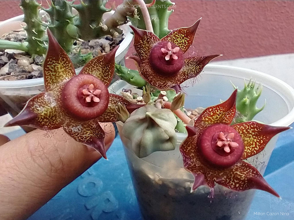 Duvalia polita (Polished Star) - World of Succulents