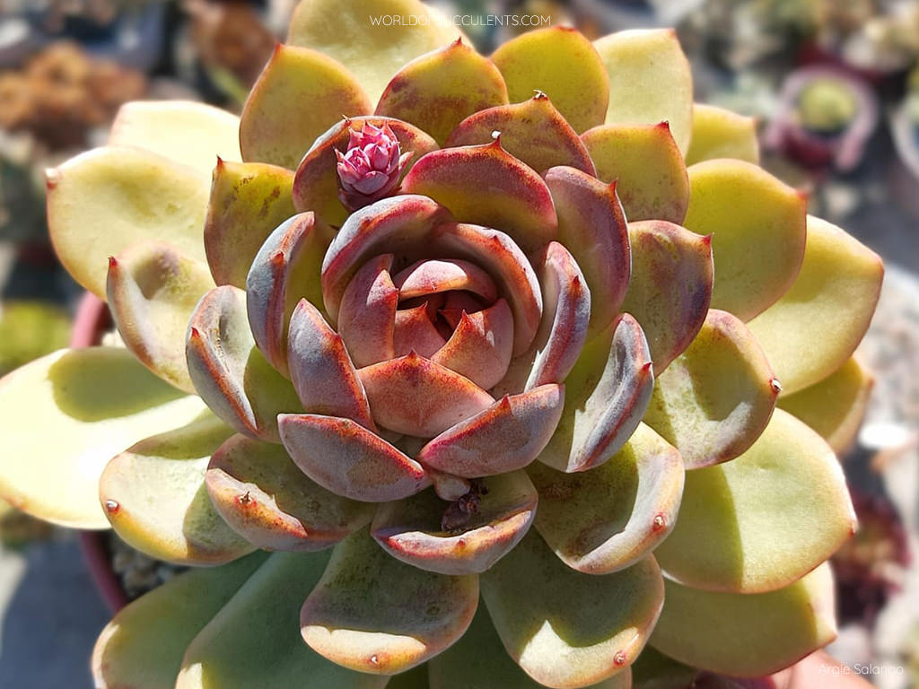 Echeveria 'Mirine' - World of Succulents