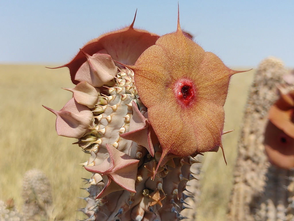 Hoodia currorii subsp. lugardii - World of Succulents