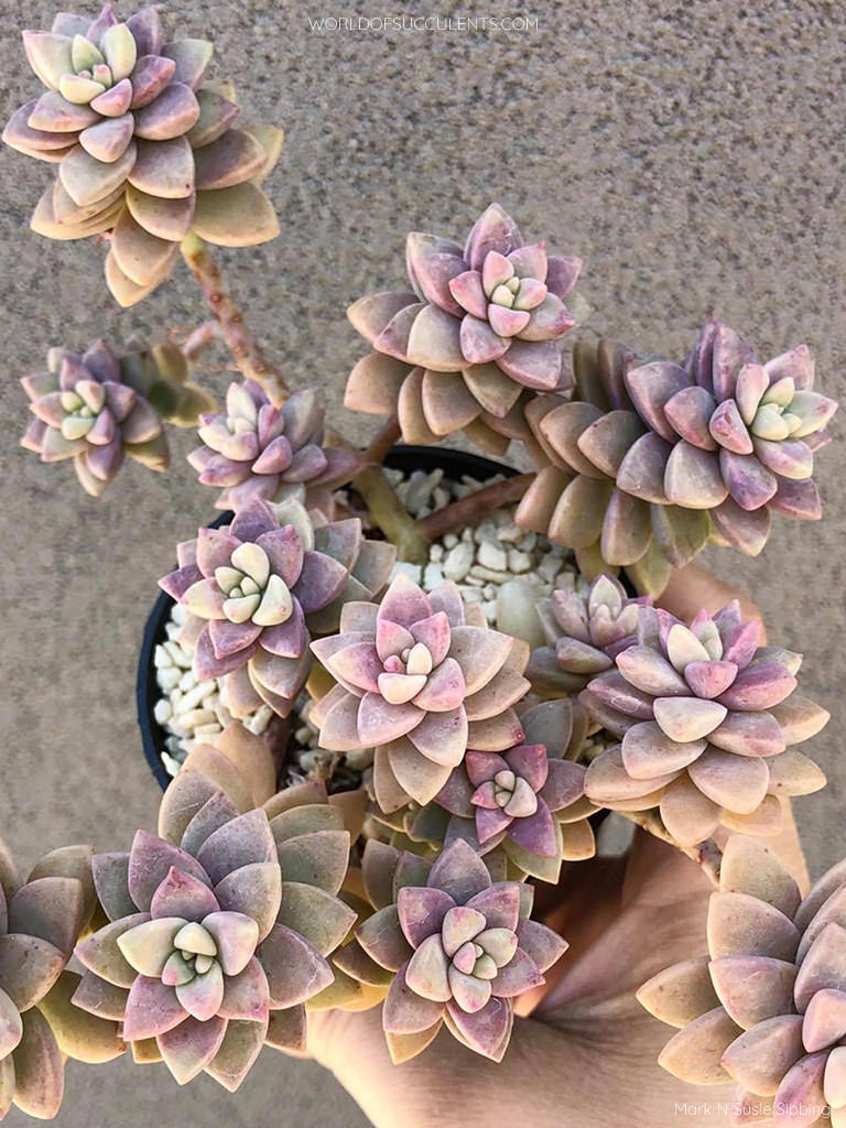 ×Sedeveria 'Pink Granite' - World of Succulents