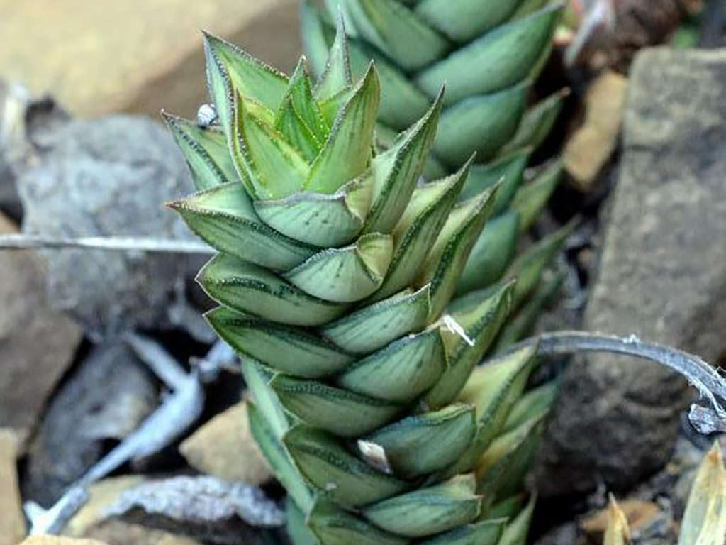 Astroloba pentagona - World of Succulents