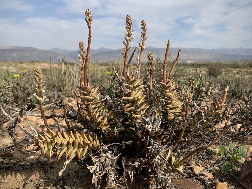 Astroloba robusta - World of Succulents