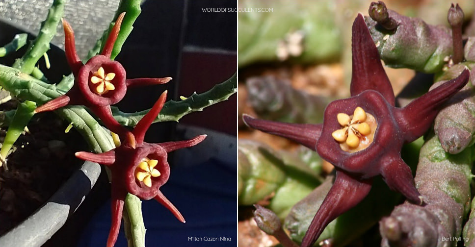 Duvalia immaculata - World of Succulents
