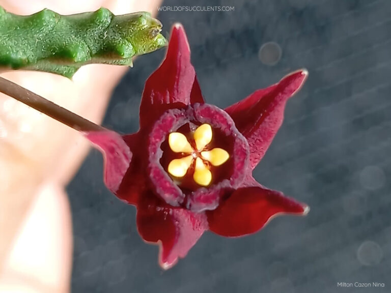 Duvalia immaculata - World of Succulents