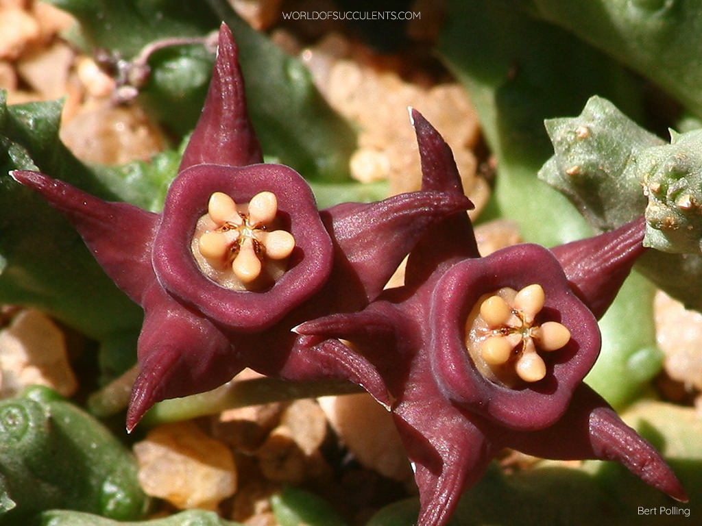 Duvalia immaculata - World of Succulents