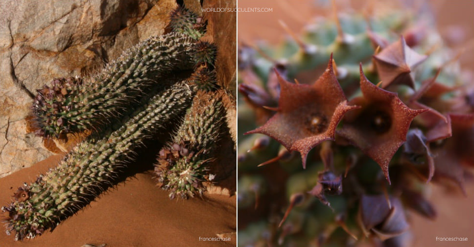 Hoodia officinalis subsp. delaetiana - World of Succulents