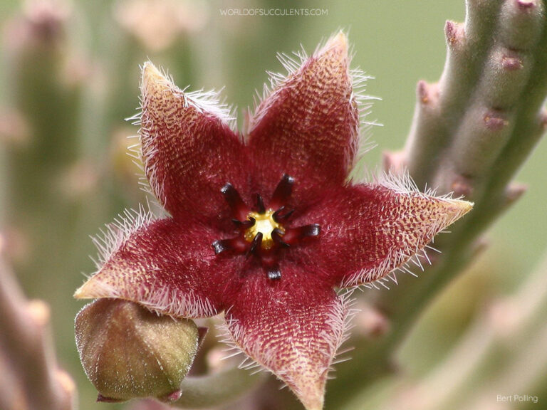 Stapelia paniculata - World of Succulents