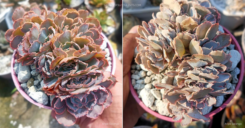 Echeveria shaviana 'Pink Frills Crested' - World of Succulents