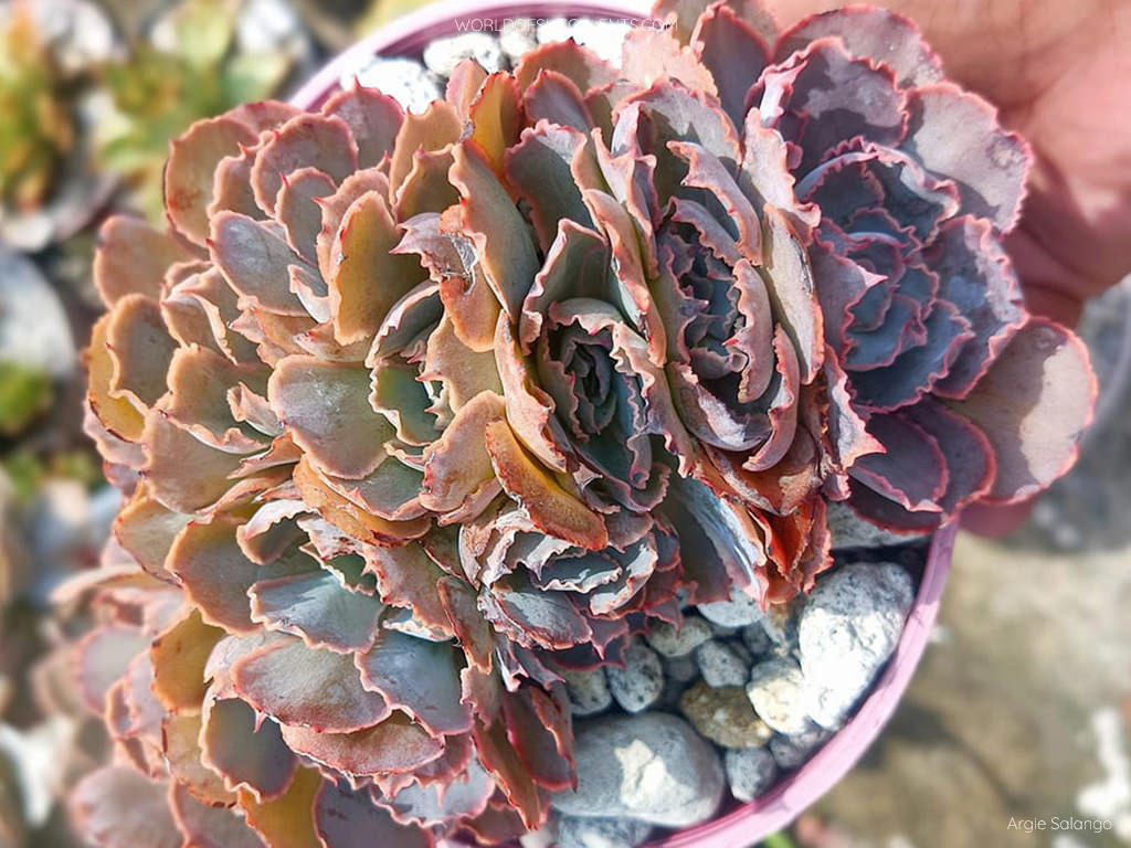 Echeveria shaviana 'Pink Frills Crested' - World of Succulents