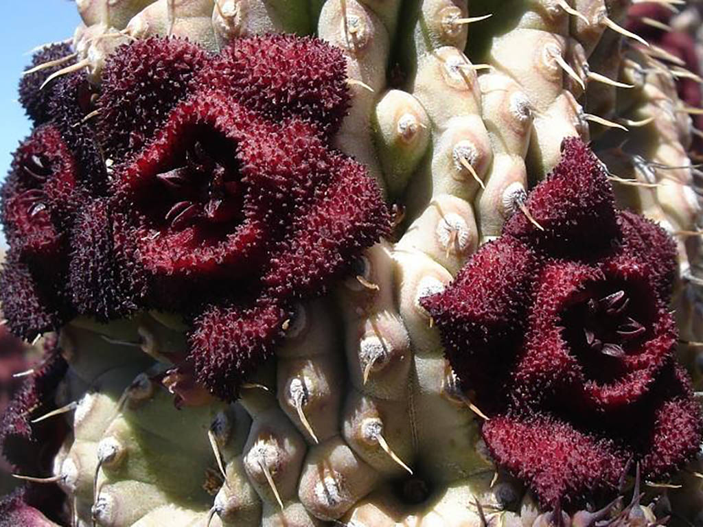 Hoodia pilifera subsp. annulata - World of Succulents