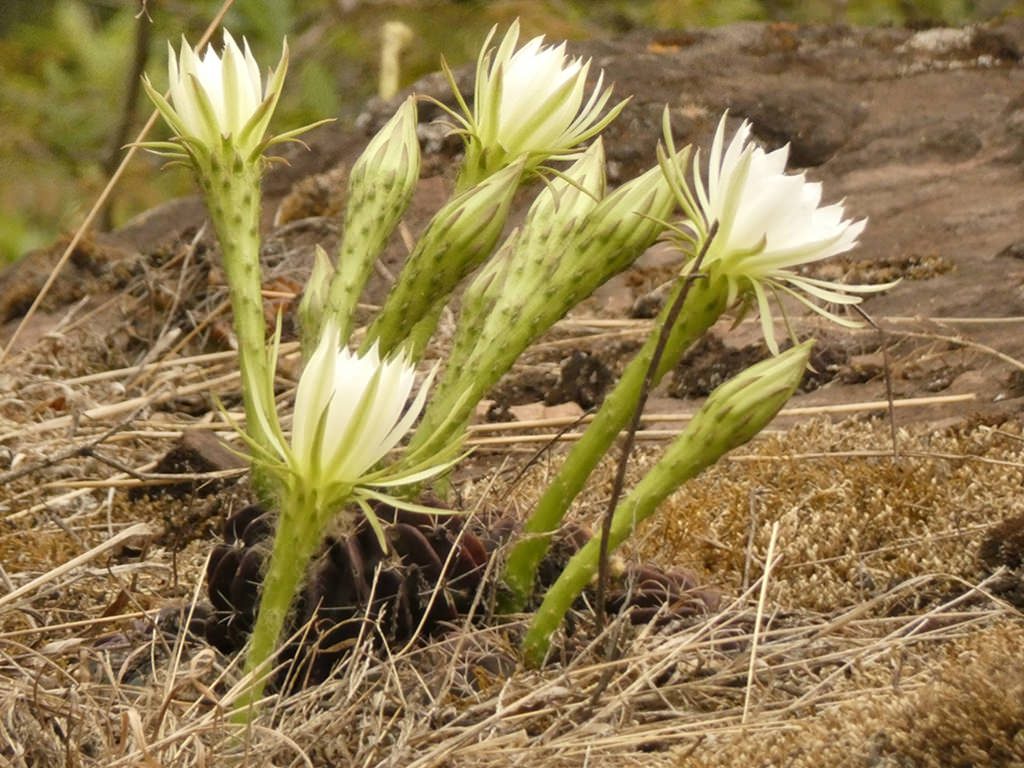 Lobivia ancistrophora - World of Succulents